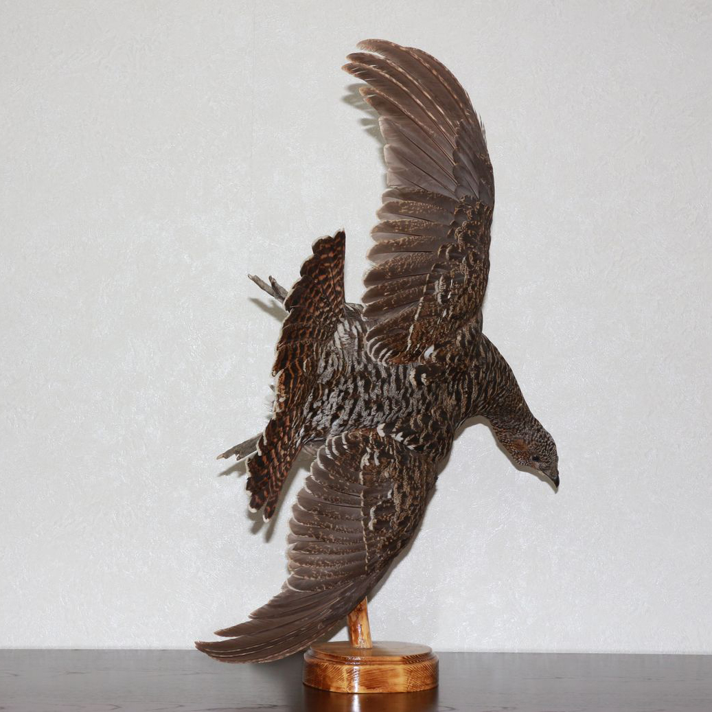 WESTERN CAPERCAILLIE FEMALE - TAXIDERMY BIRD MOUNT, STUFFED BIRD FOR ...