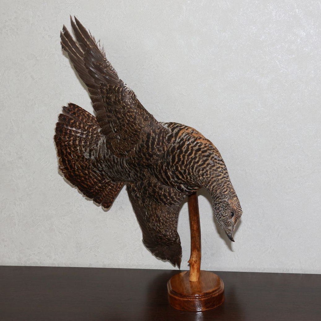 WESTERN CAPERCAILLIE FEMALE - TAXIDERMY BIRD MOUNT, STUFFED BIRD FOR ...
