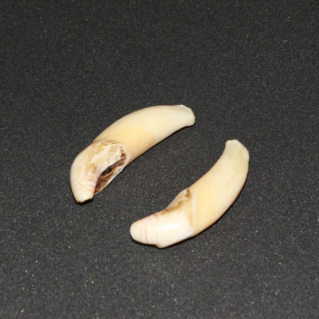 WOLVERINE - TAXIDERMY PAIR OF TUSKS FOR SALE - TEETH, CANINES, FANGS ...