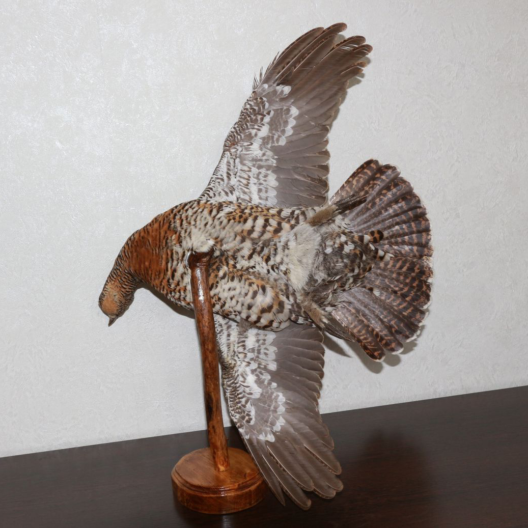 WESTERN CAPERCAILLIE FEMALE - TAXIDERMY BIRD MOUNT, STUFFED BIRD FOR ...