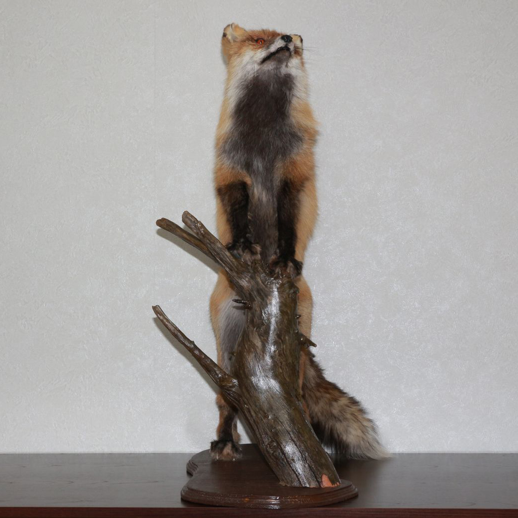 SIBERIAN CROSS FOX - TAXIDERMY MOUNT, STUFFED ANIMAL FOR SALE - ST4151