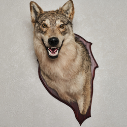 The Store of Taxidemy. Taxidermy Mounts for Sale.