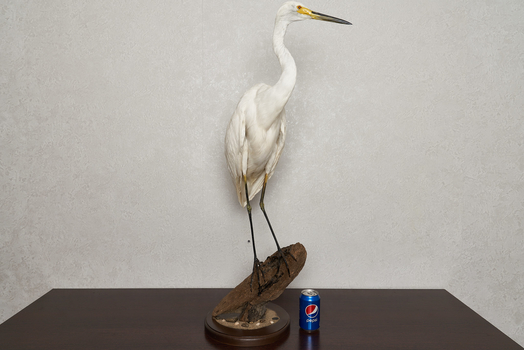Taxidermy Bird Mounts. Taxidermy Stuffed Birds for Sale. Taxidermy Owl ...