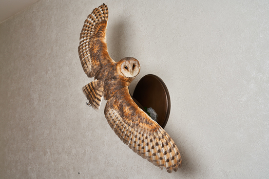 Taxidermy Bird Mounts. Taxidermy Stuffed Birds for Sale. Taxidermy Owl ...