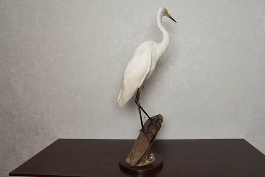 Taxidermy Bird Mounts. Taxidermy Stuffed Birds for Sale. Taxidermy Owl ...