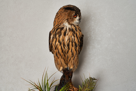 Taxidermy Bird Mounts. Taxidermy Stuffed Birds for Sale. Taxidermy Owl ...