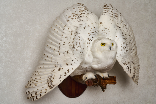 Taxidermy Bird Mounts. Taxidermy Stuffed Birds for Sale. Taxidermy Owl ...