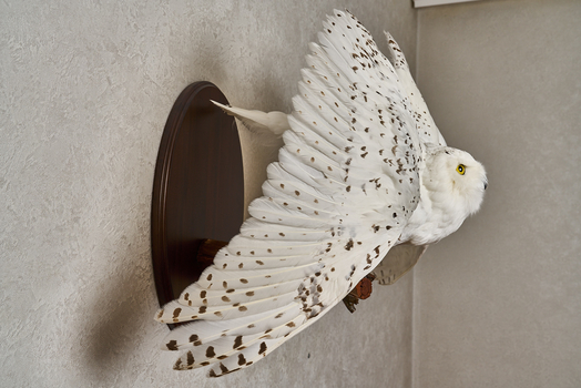Taxidermy Bird Mounts. Taxidermy Stuffed Birds for Sale. Taxidermy Owl ...